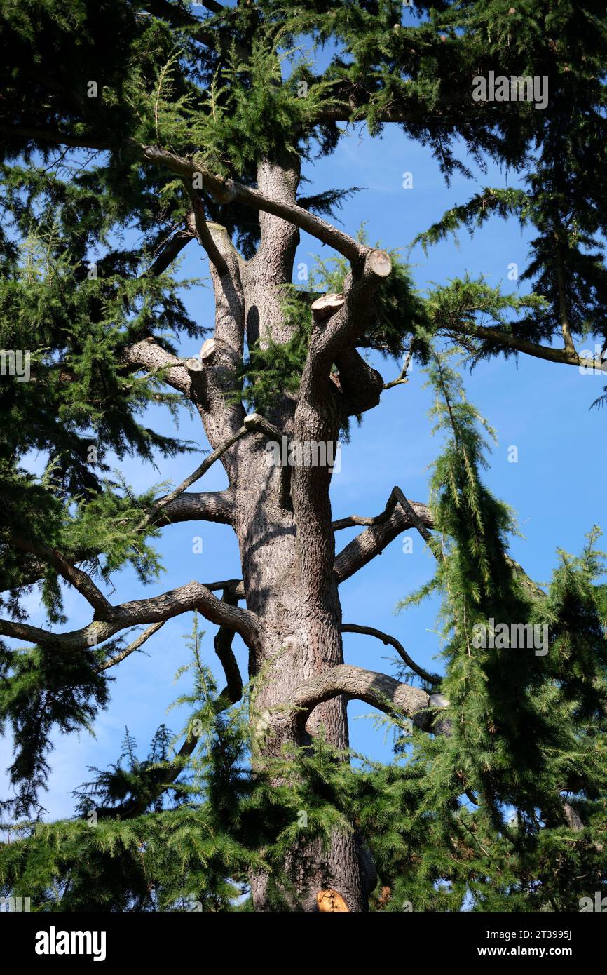 spruce tree in Kew gardens Stock Photo - Alamy