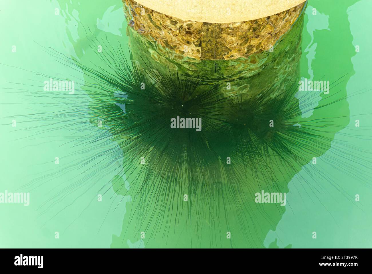 Long black spines of tropical sea urchin cling to post underwater in ...