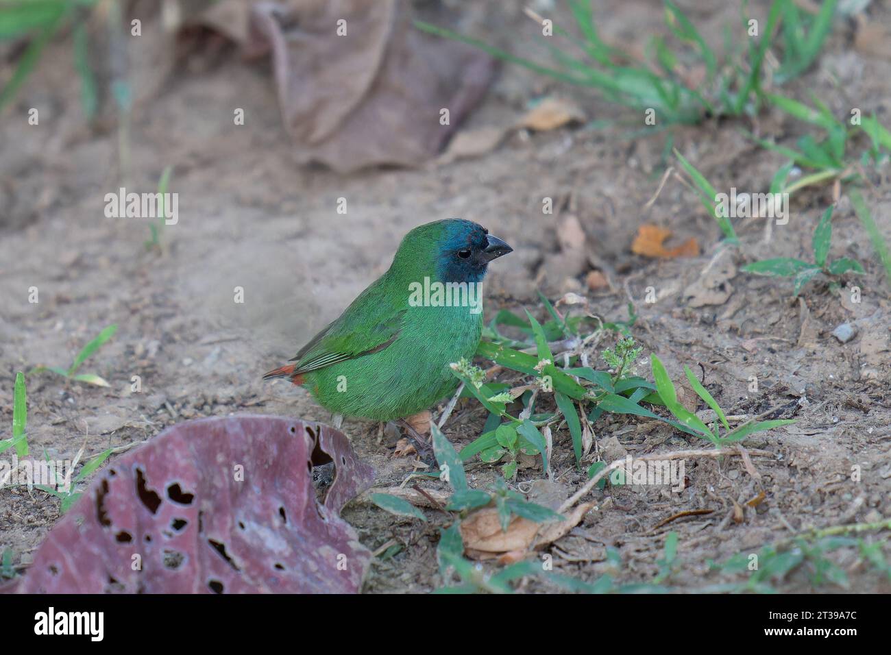 Blue faced parrot-finch.on ground gathering grass seed Stock Photo - Alamy