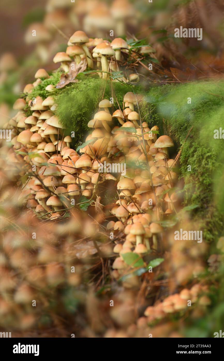 Mushrooms in the New Forest. Always an indicator of a healthy forest ...