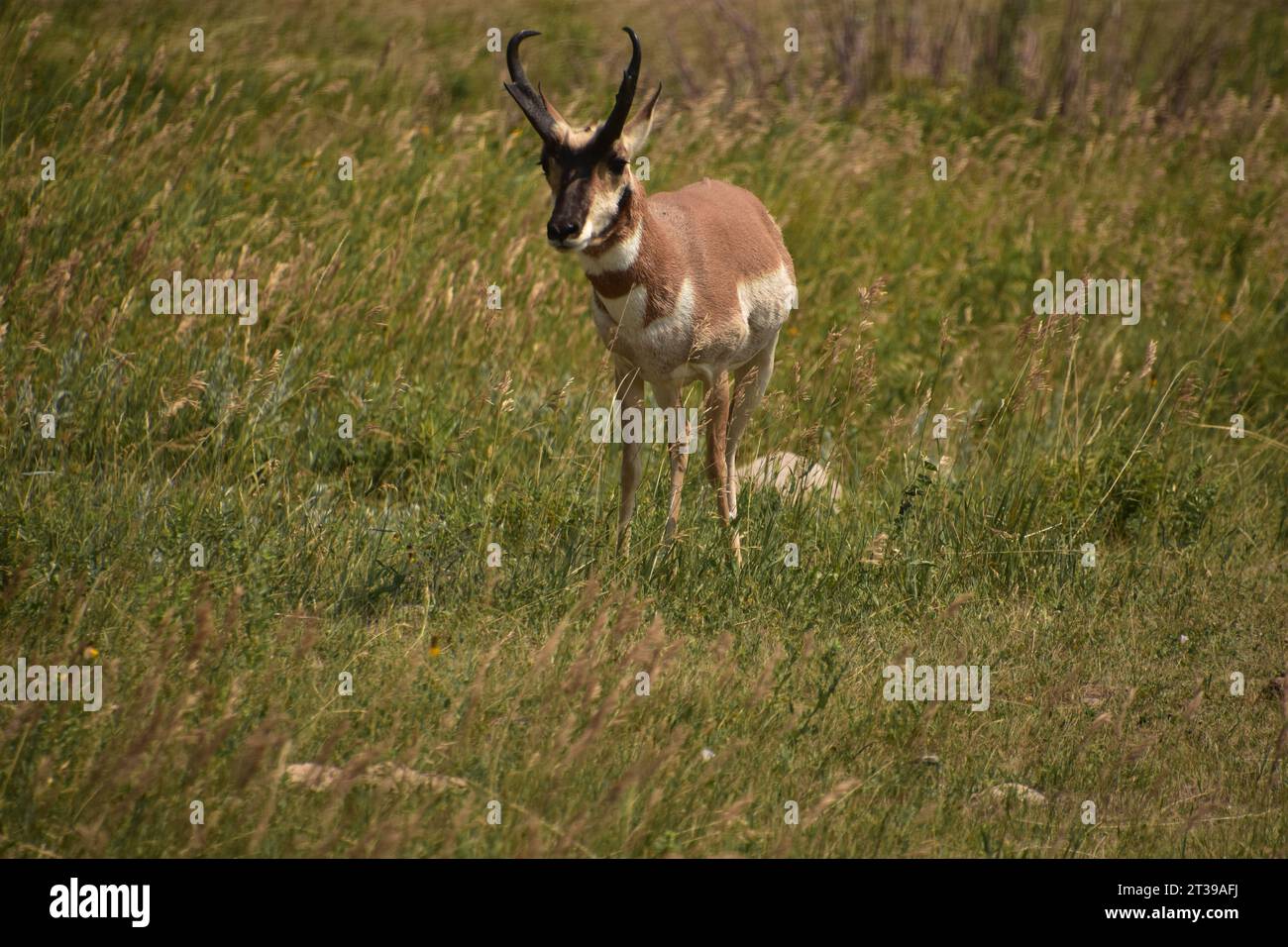 Pronghorn antelope on grassland hi-res stock photography and images - Alamy
