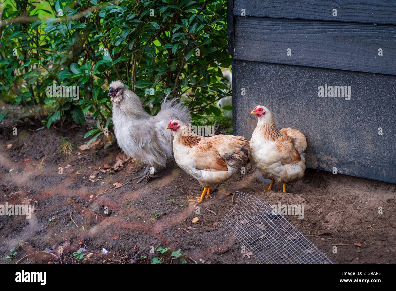 three cute chickens outside their coop Stock Photo - Alamy