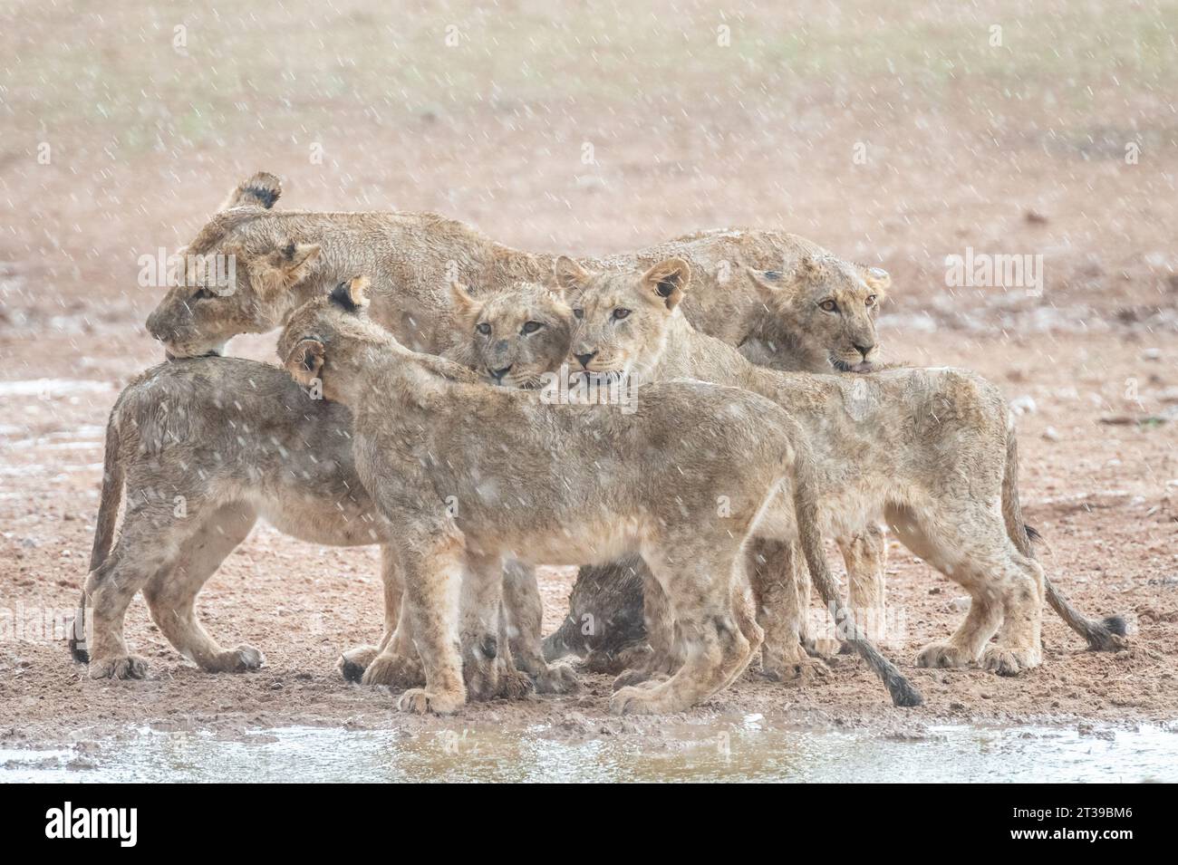 The cubs and mum all getting a wash SOUTH AFRICA, UPLIFTING images show ...