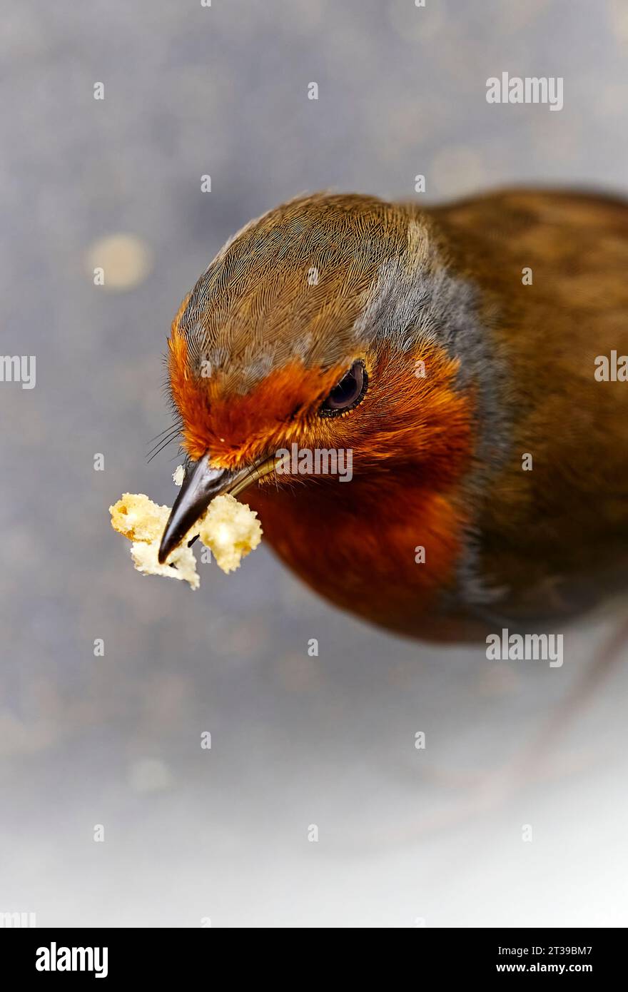 Robin feeding with crumbs Stock Photo - Alamy