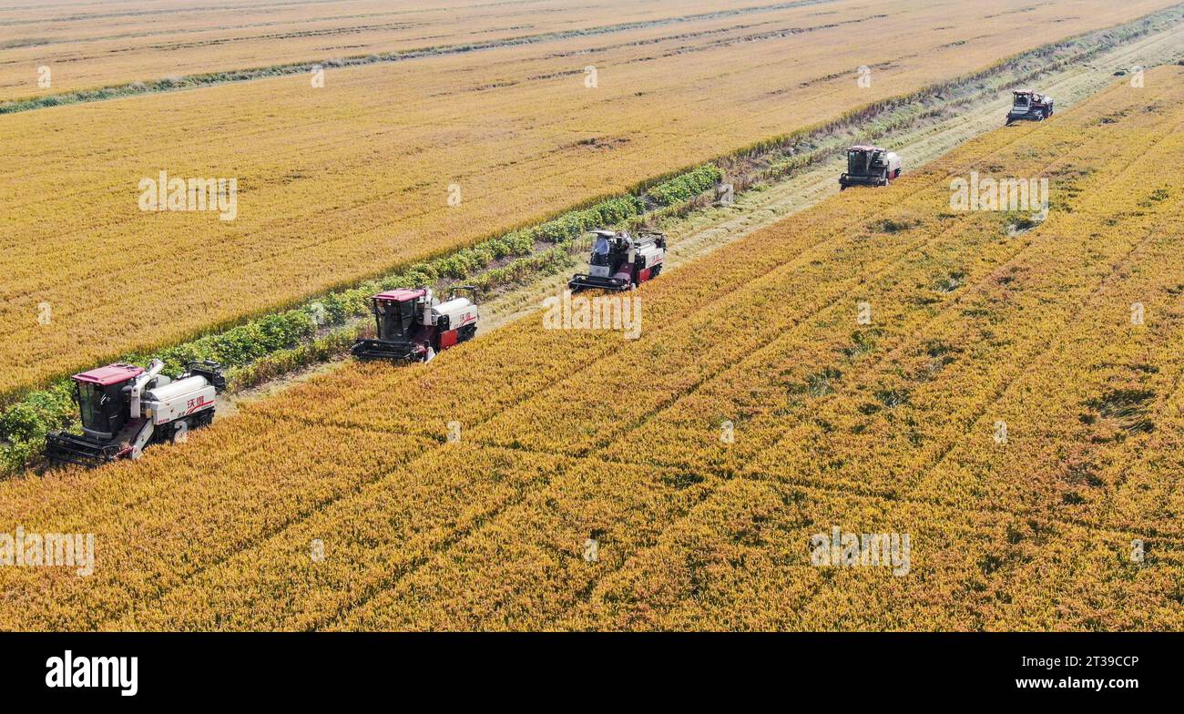 HUAI'AN, CHINA - OCTOBER 24, 2023 - Robots harvest rice at Baima Lake ...