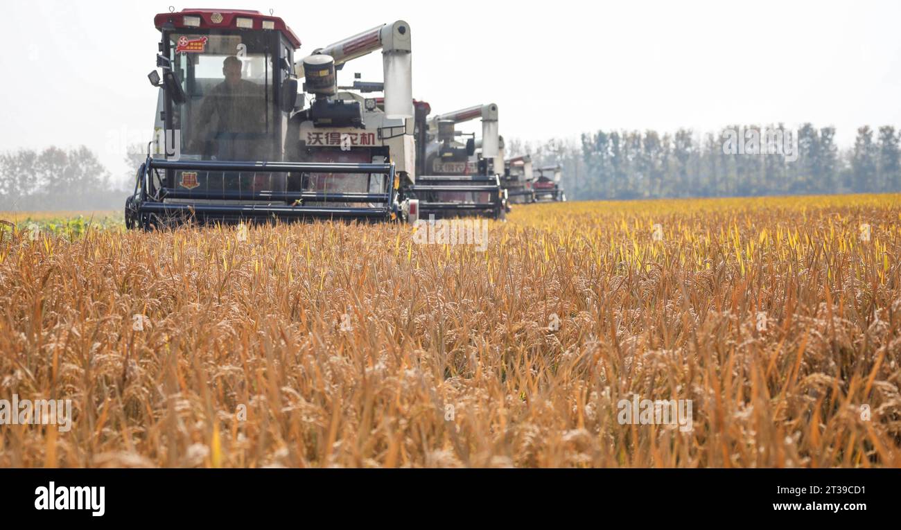 HUAI'AN, CHINA - OCTOBER 24, 2023 - Robots harvest rice at Baima Lake ...