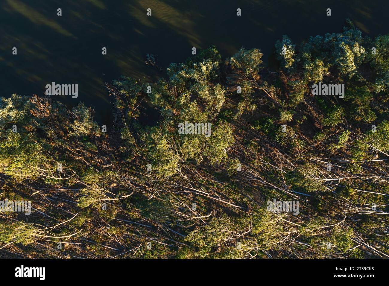 Aerial shot of devastated forest landscape after supercell storm in ...