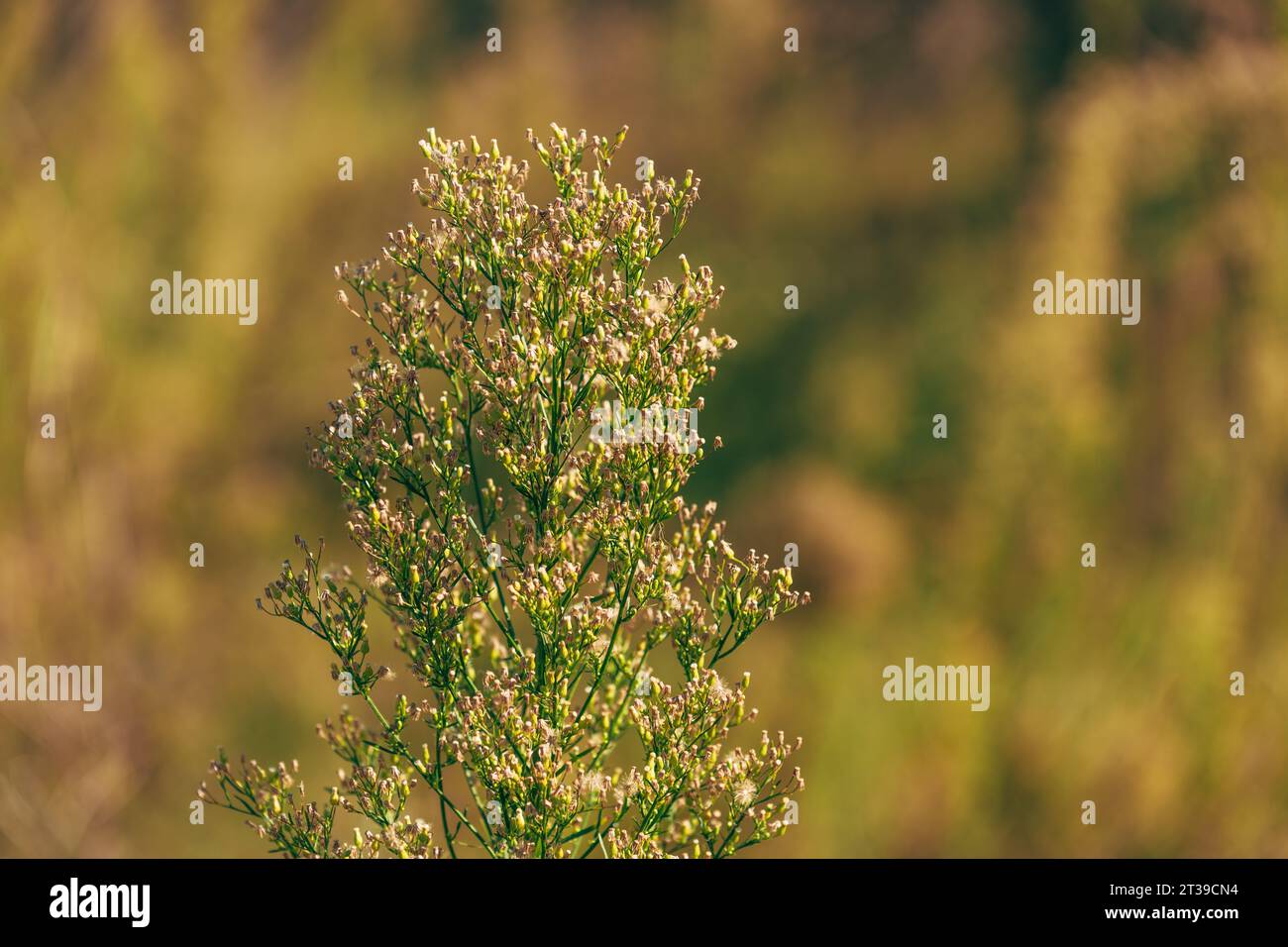 Horseweed plant (Erigeron canadensis) also known as coltstail ...
