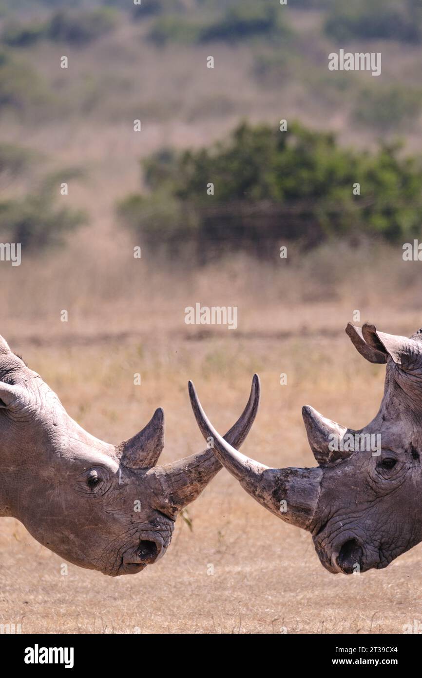 Close-up of two rhino faces showcasing their magnificent horns and ...