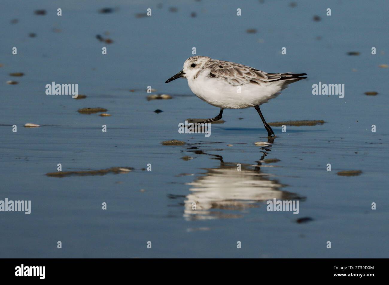 Sanderling shorebird running on the beach at low tide in Bretagne ...