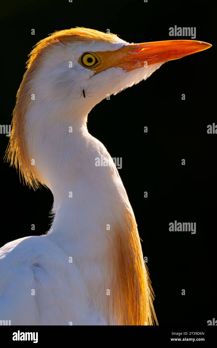 Cattle egret looking away with yellow eyes on black background Stock ...