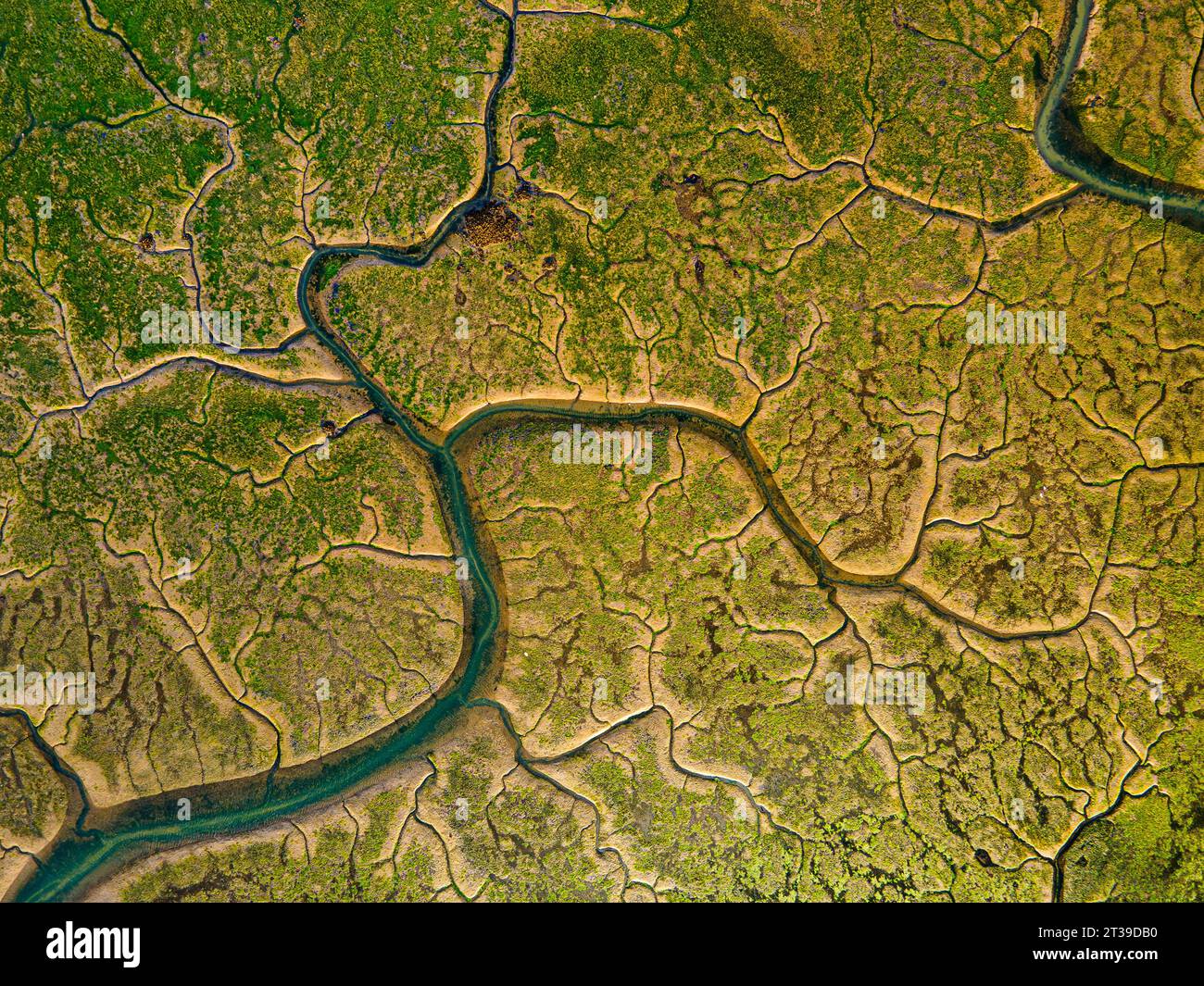 Aerial view of winding rivers through lush green marshland, showcasing ...