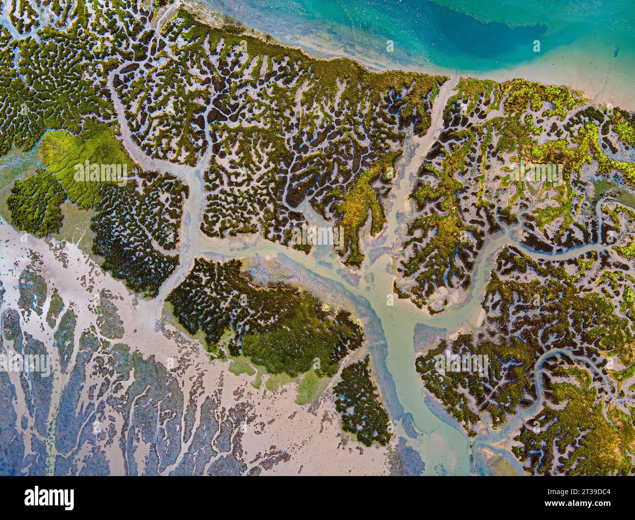 An overhead shot displays a colorful marshland with a mix of green and ...