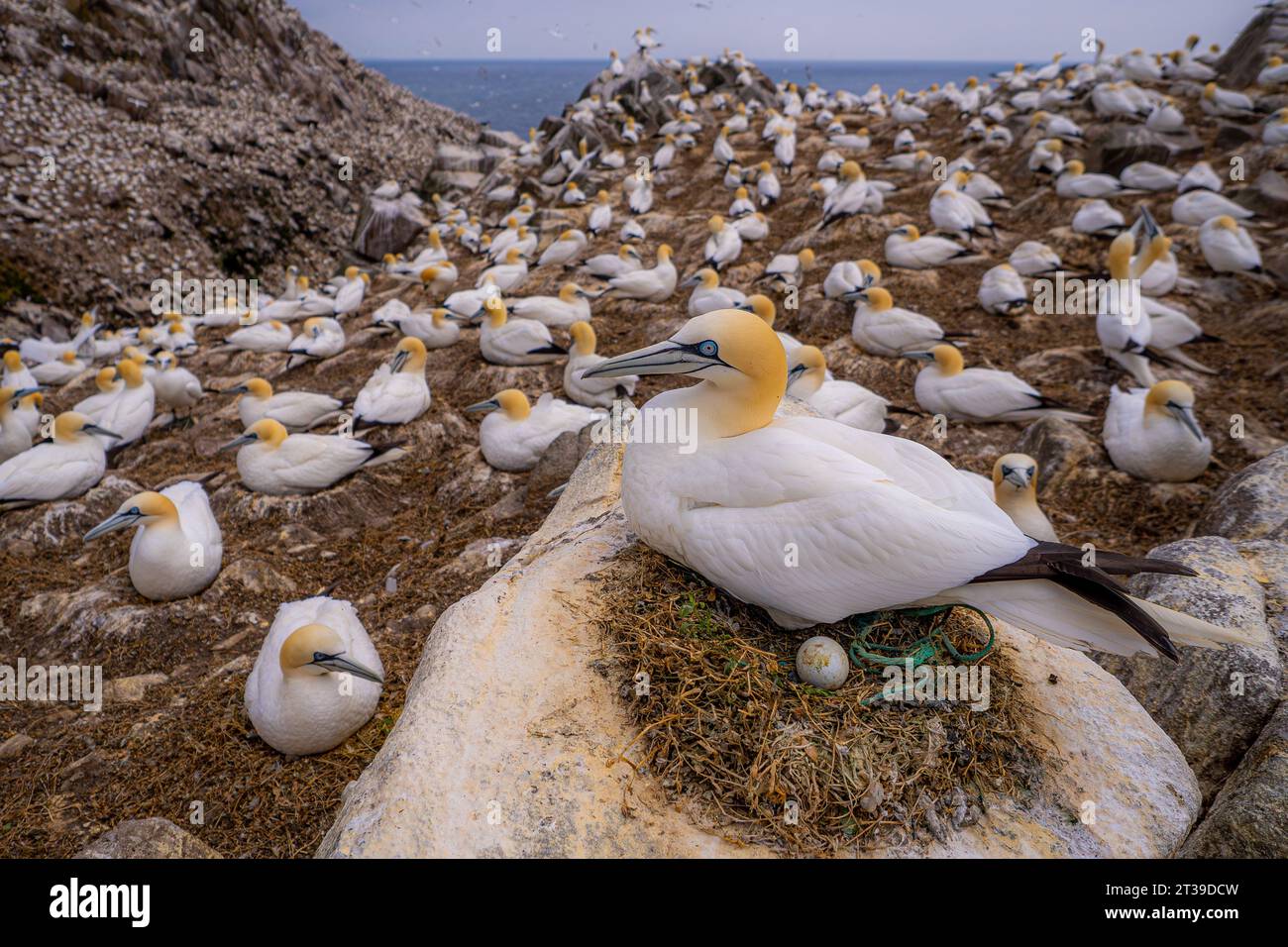 A vast colony of northern gannets (morus bassanus) nesting on rugged ...