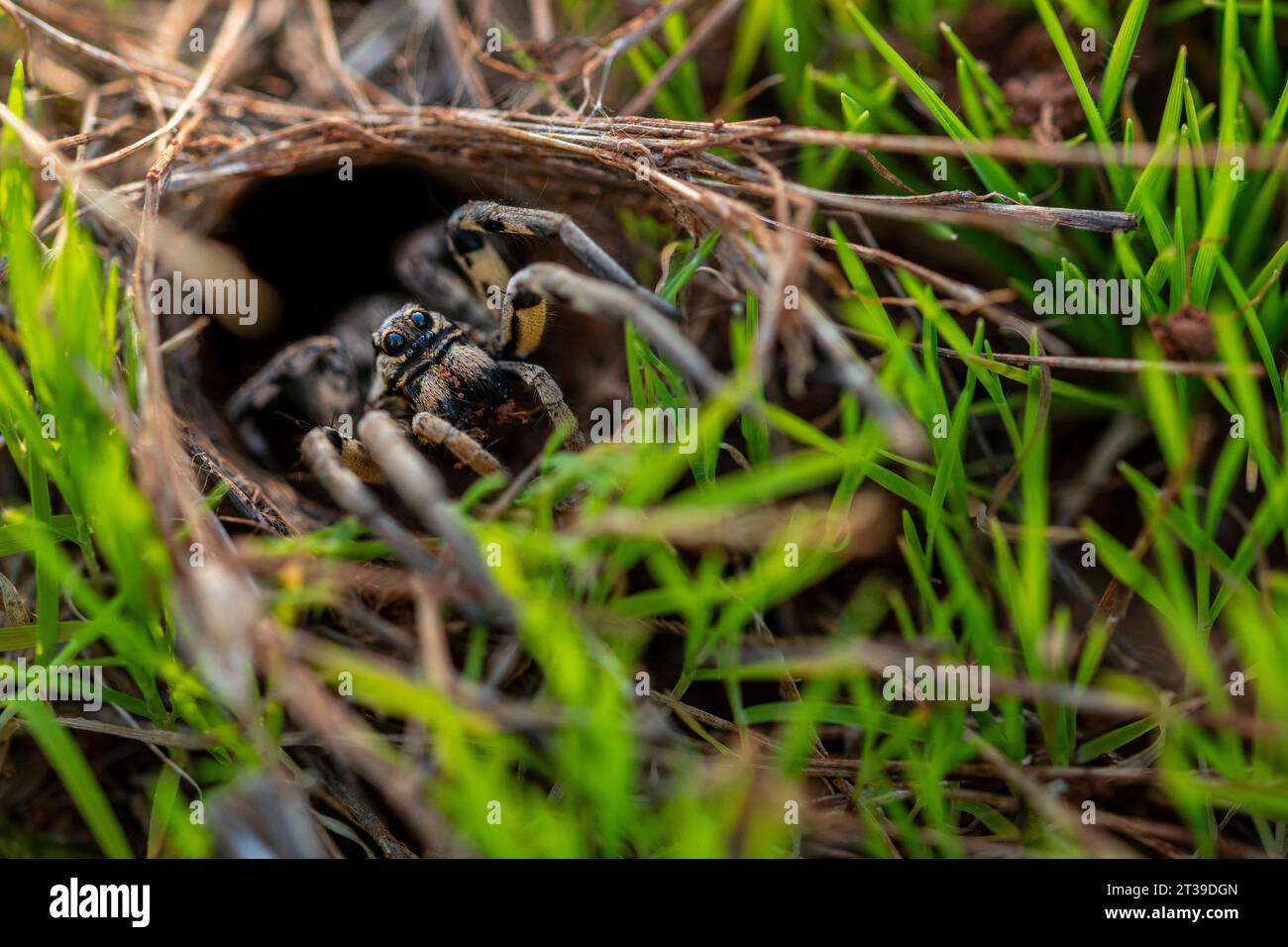 Hairy body surface hi-res stock photography and images - Alamy