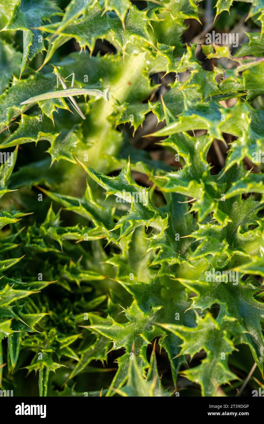 From below closeup of spiniest thistle herbal lush green leaves plant ...