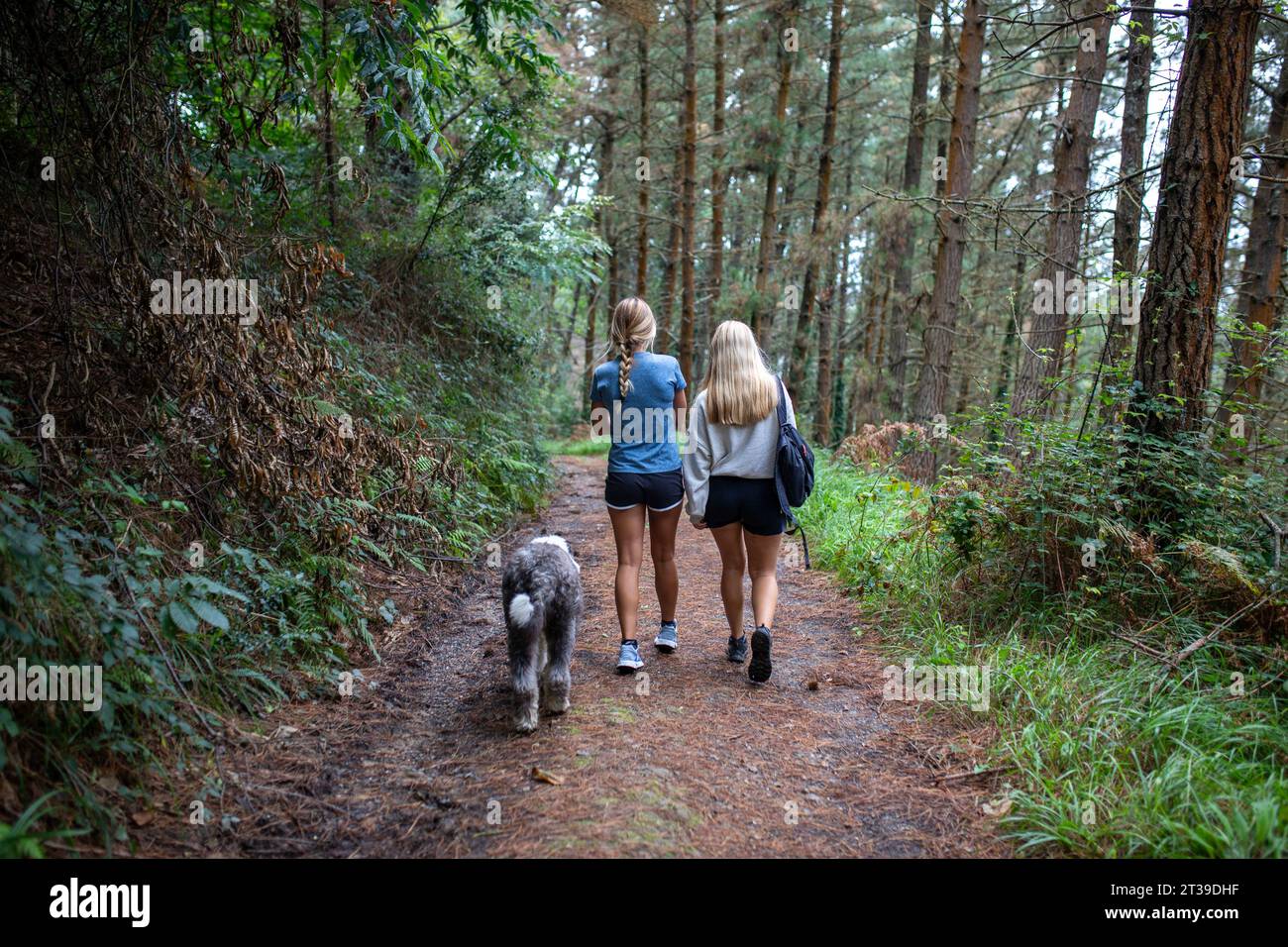 Back view of anonymous active young women and dog walking on pathway ...