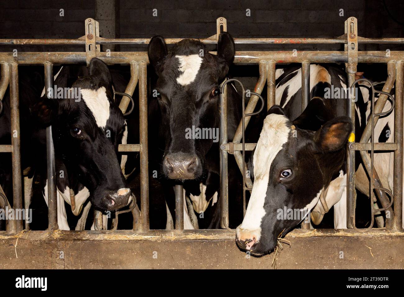 Cows standing together hi-res stock photography and images - Alamy