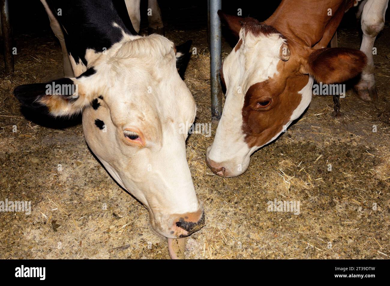 High angle of domestic cows standing in paddock on farm looking down ...