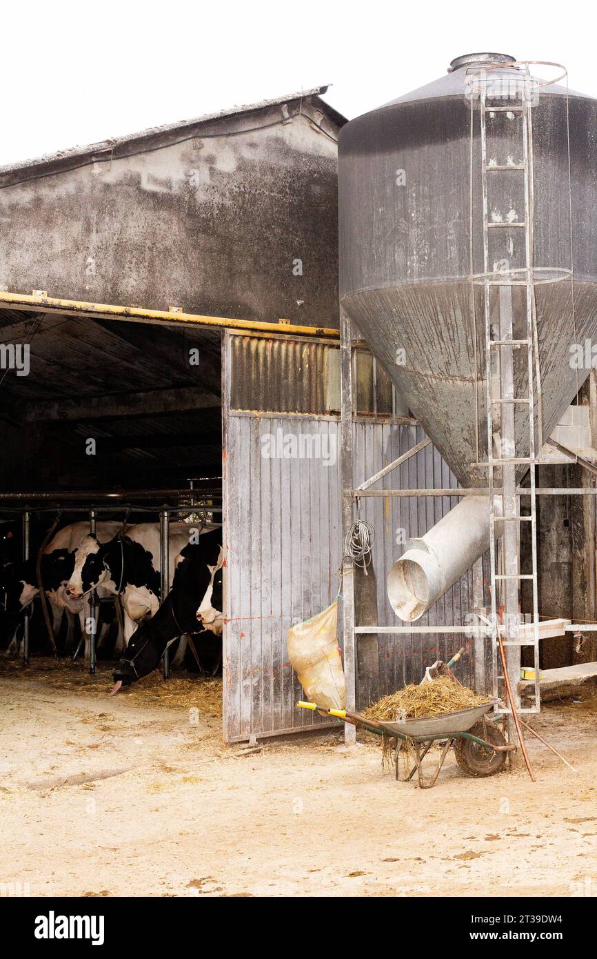Spacious metal seed storage construction on farm near cows eating in ...