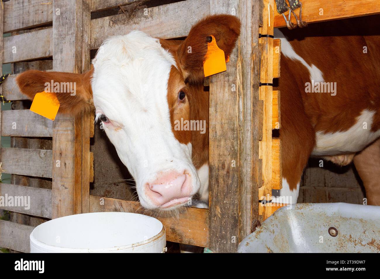 Brown and white cow with orange earmark standing in fenced stall in ...