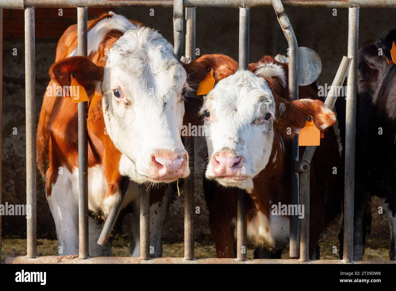 Brown and white cows with orange earmark standing in fenced stall in ...