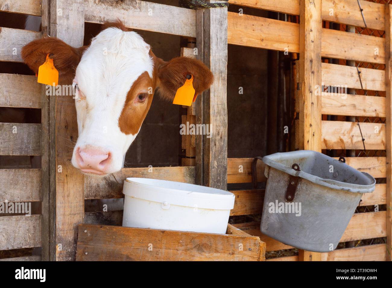Brown and white cow with orange earmark standing in fenced stall in ...
