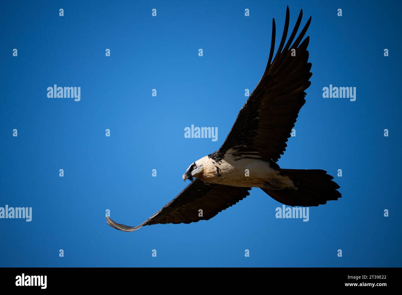 Side view of big wild black and white osprey flying through blue ...