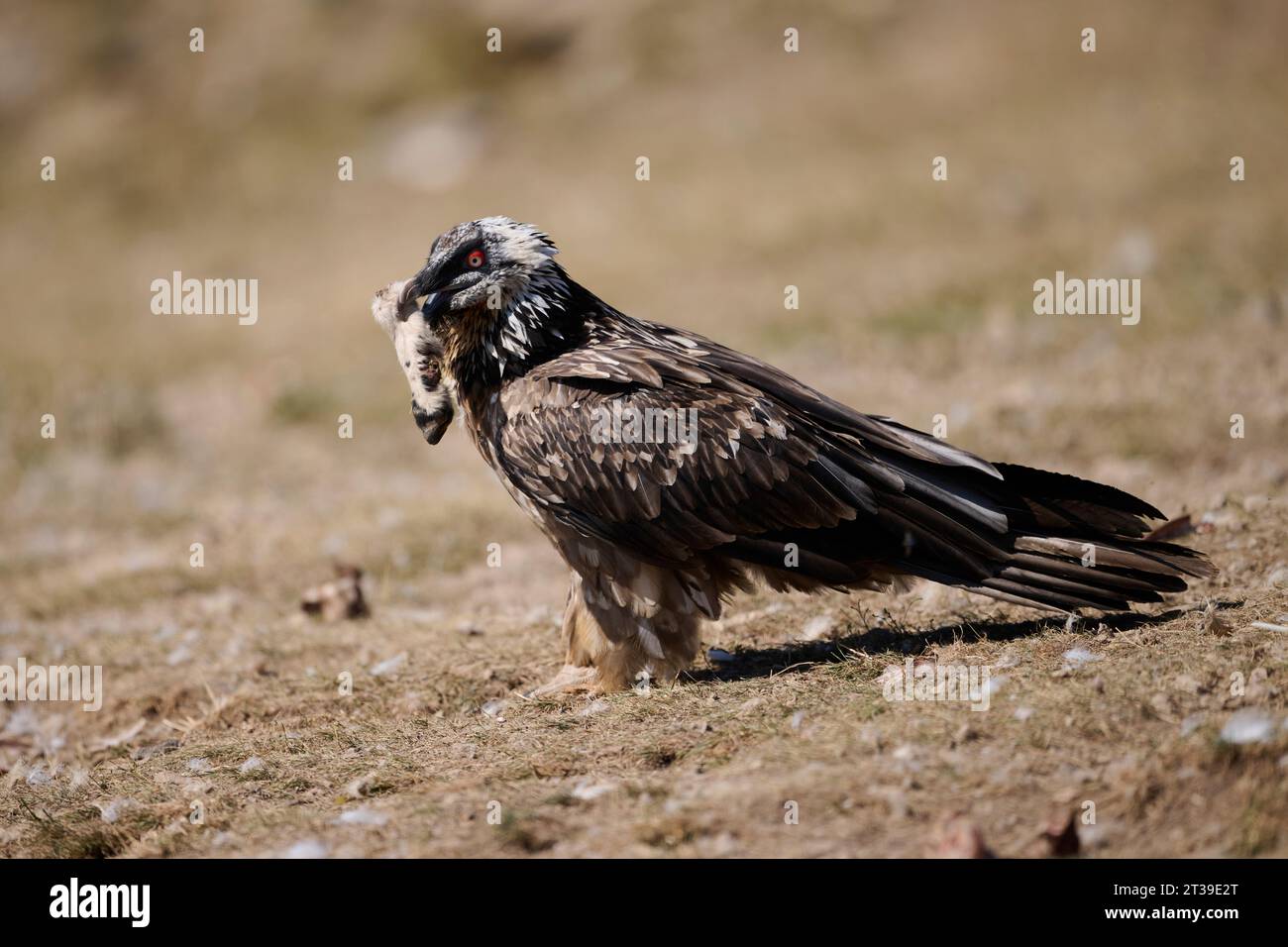 Side view of attentive predatory osprey with white and black plumage ...