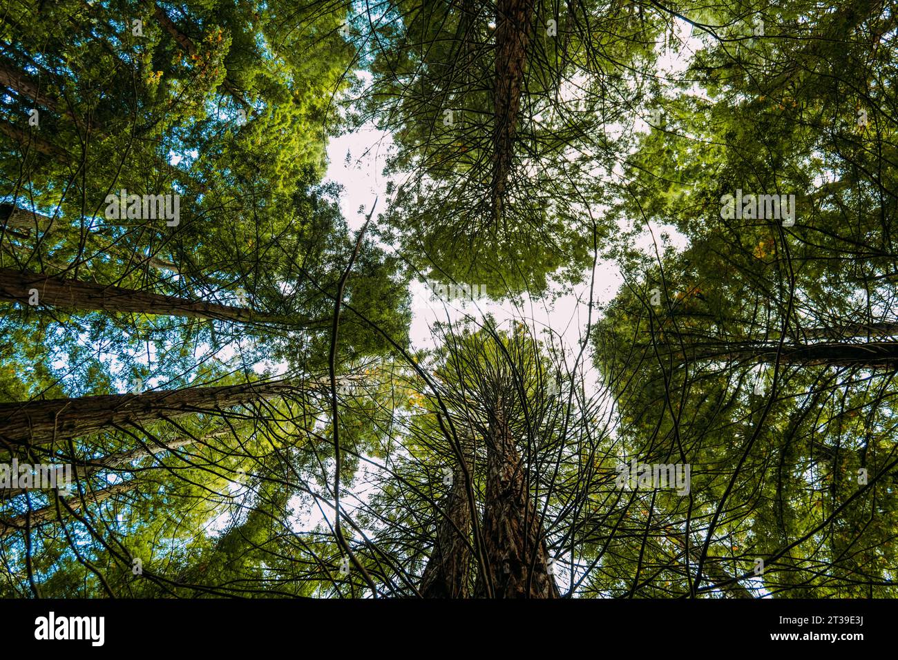 From below tall trees with green foliage growing in forest, Cabezon de ...
