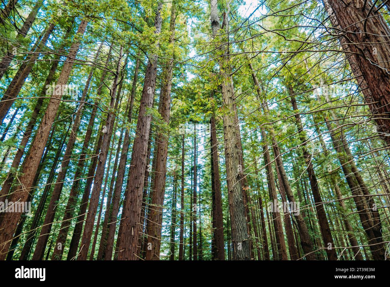 From below tall trees with green foliage growing in forest, Cabezon de ...