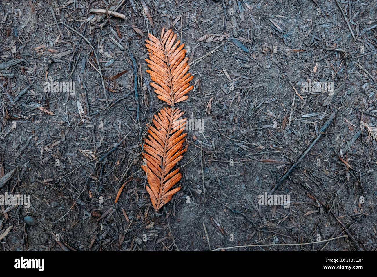 Top view of dry brown leave of dawn redwood tree placed on earthen ...