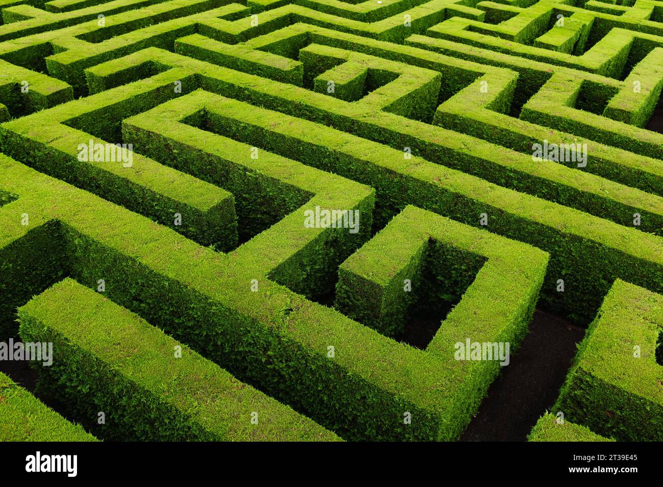 From above view of rows of green plants network of paths and hedges ...