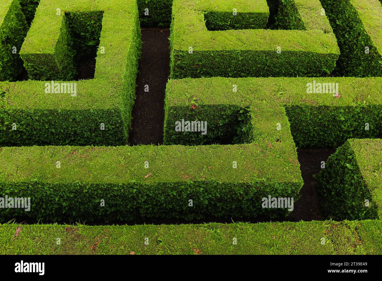 From above view of rows of green plants network of paths and hedges ...