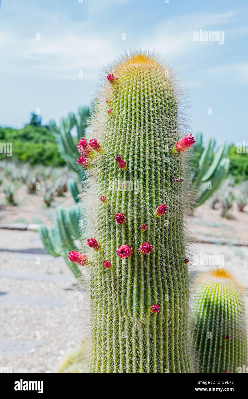 Tall cactus showcasing radiant red blooms under a clear blue sky ...
