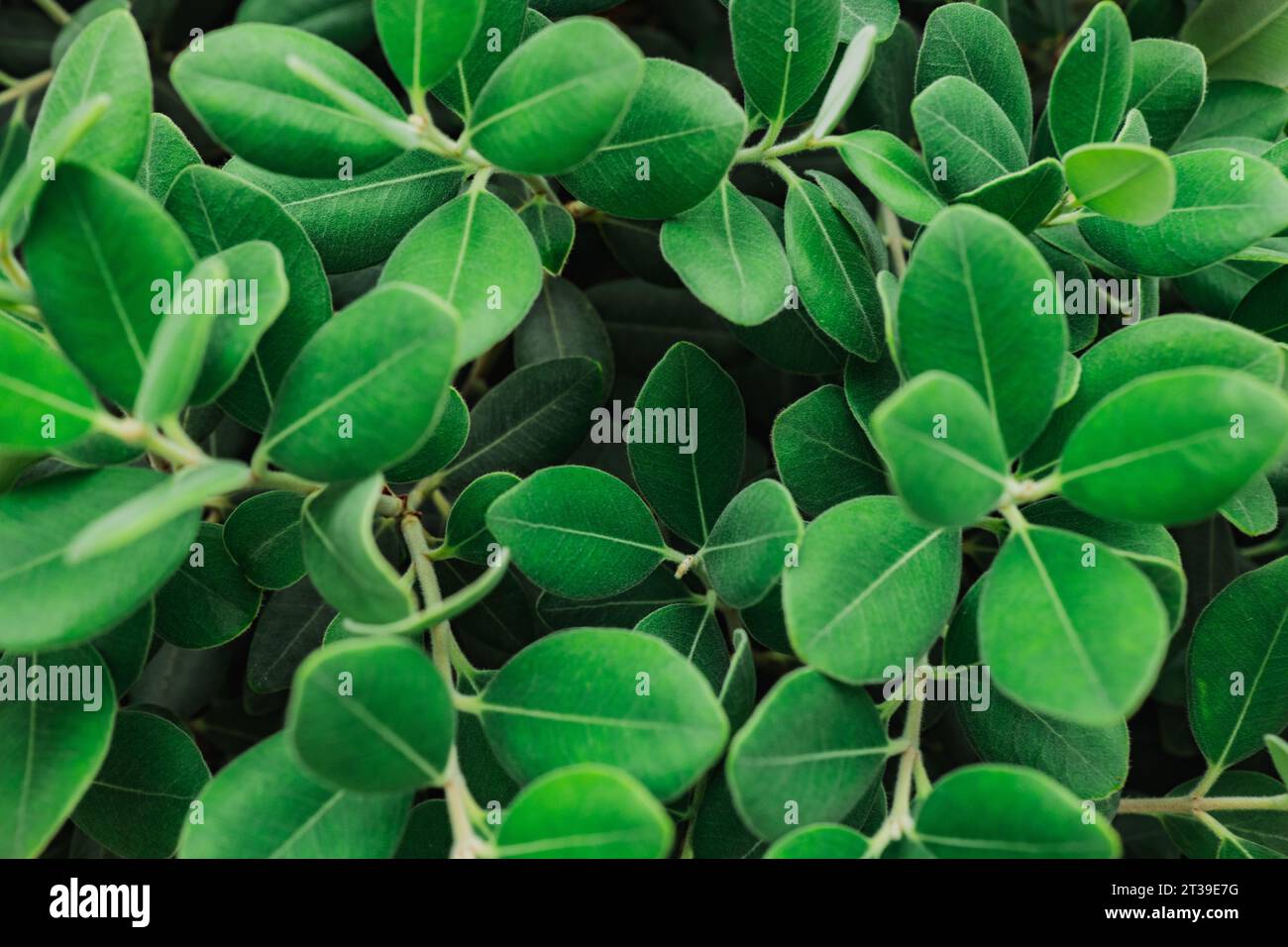 Displaying fine vein patterns hi-res stock photography and images - Alamy