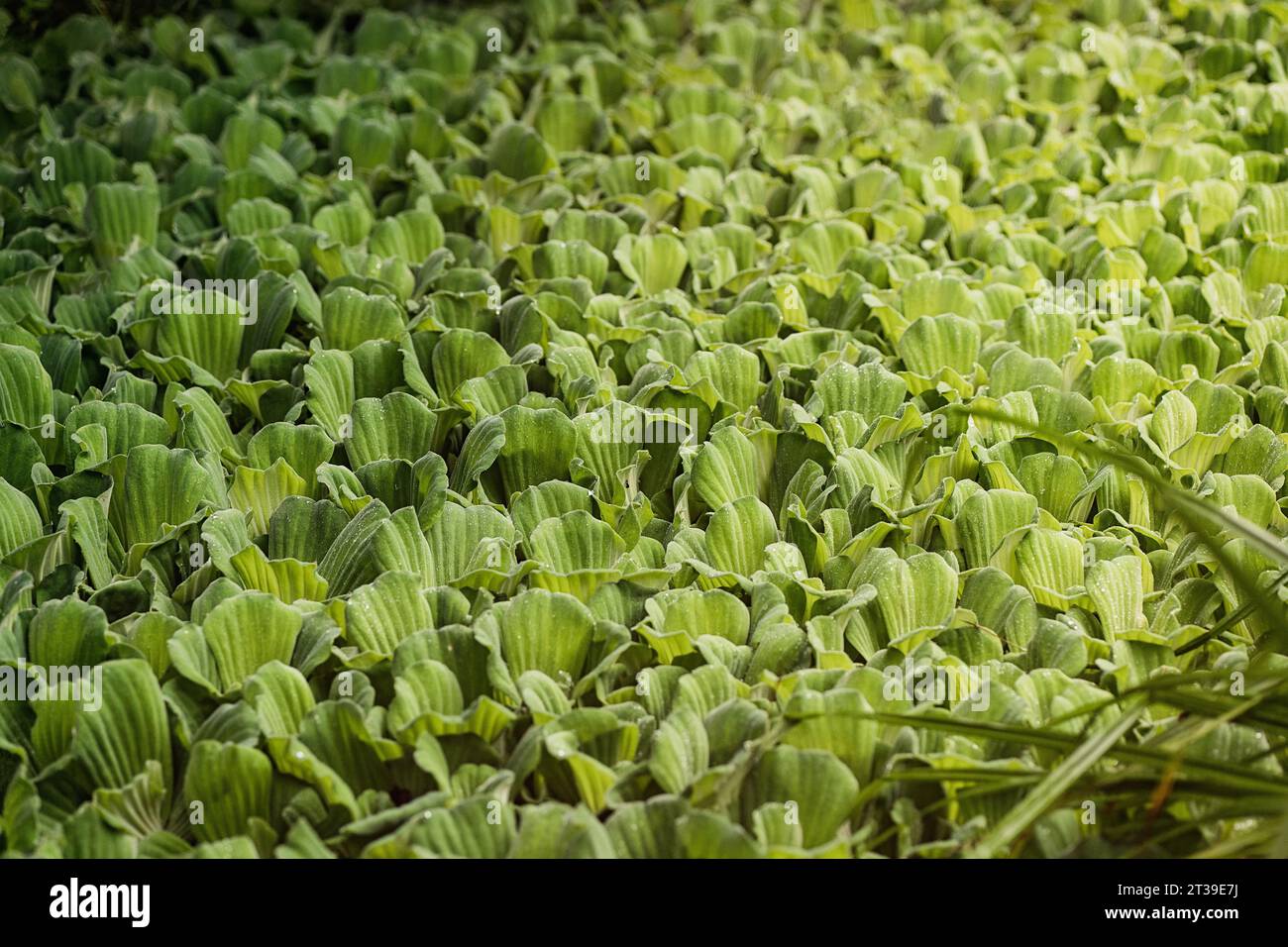 A vast expanse of vibrant green, ribbed plants, uniformly growing in a ...