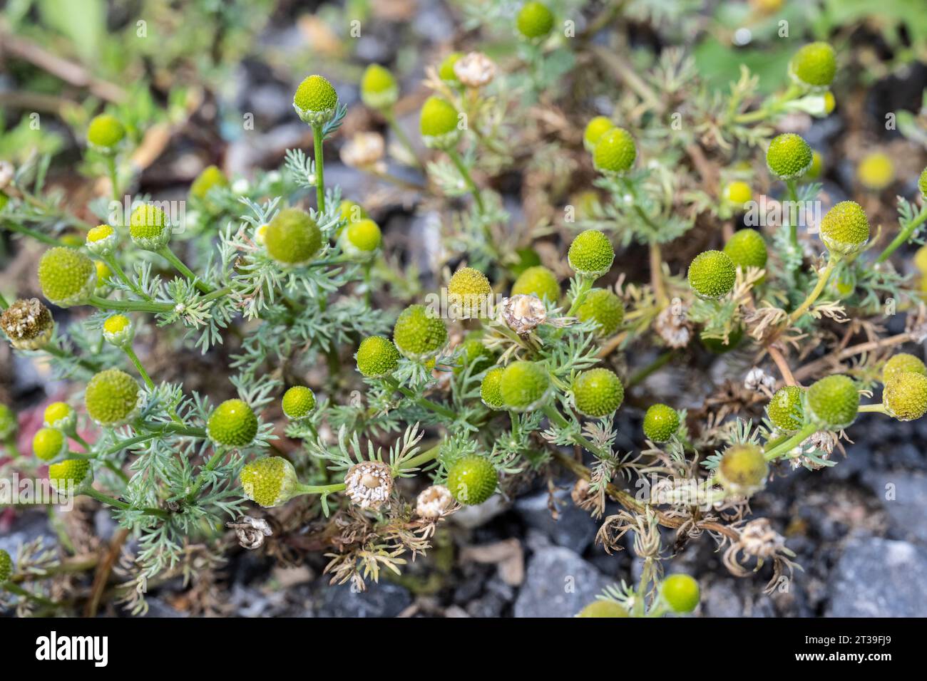 Pineappleweed, Matricaria discoidea. A weed of compacted waste ground ...