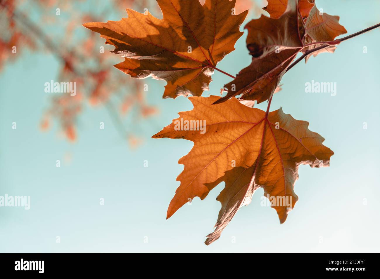 Yellowed leaves of plane tree in front of blue sunny sky in autumn ...