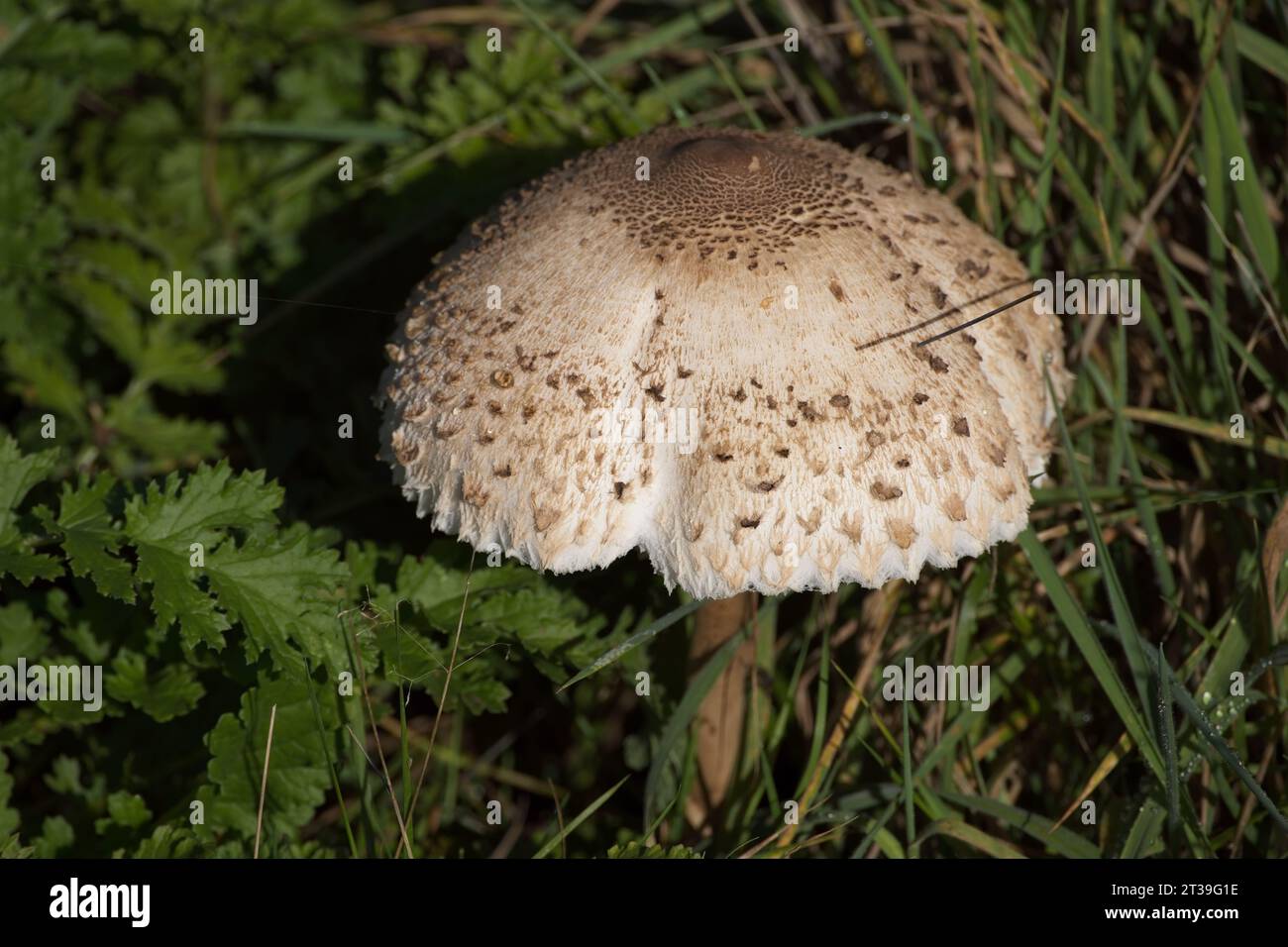 Echinoderma asperum freckled dapperling hi-res stock photography and ...