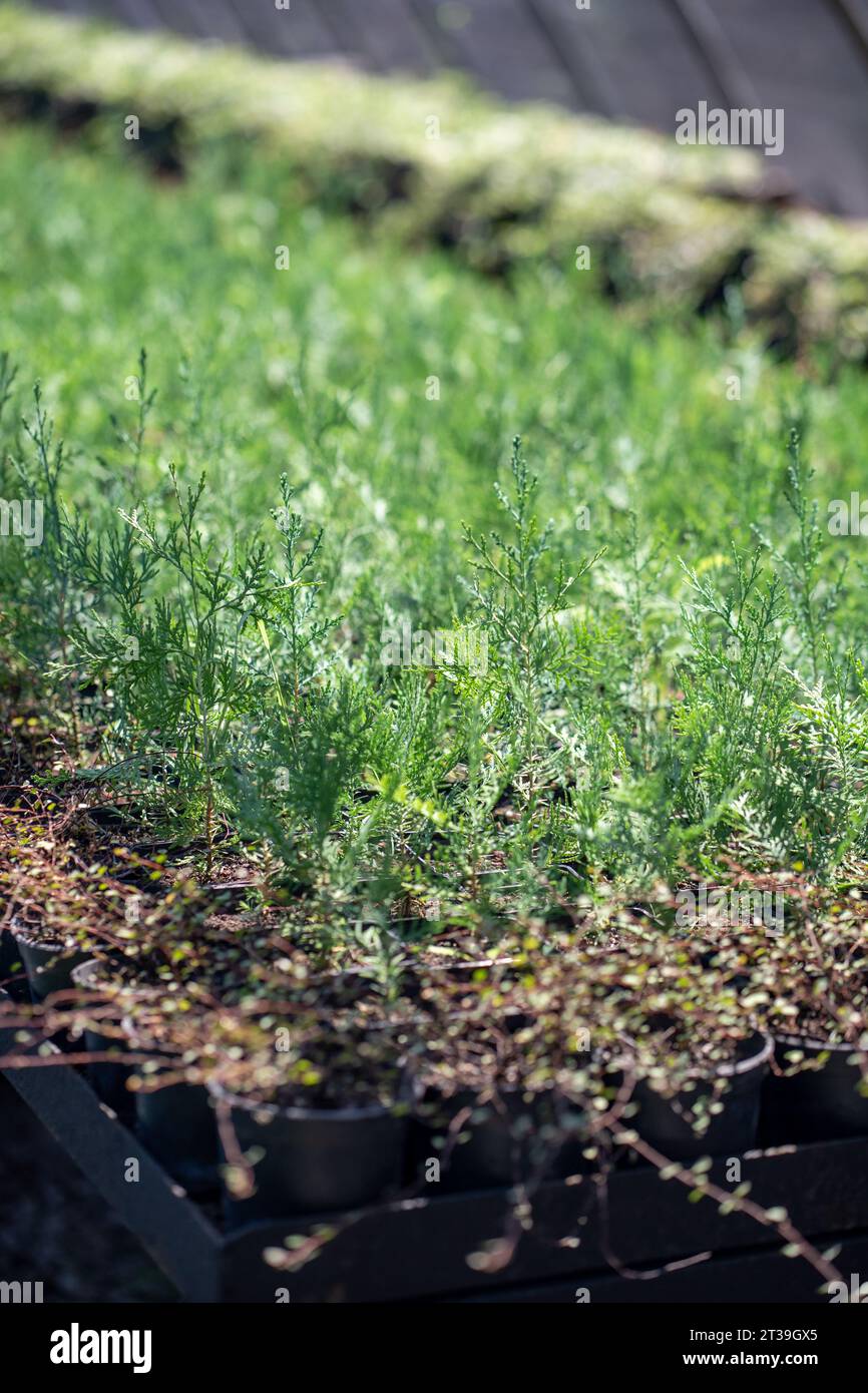 Green thuja seedlings grow in greenhouse. Plants for decor cultivated ...