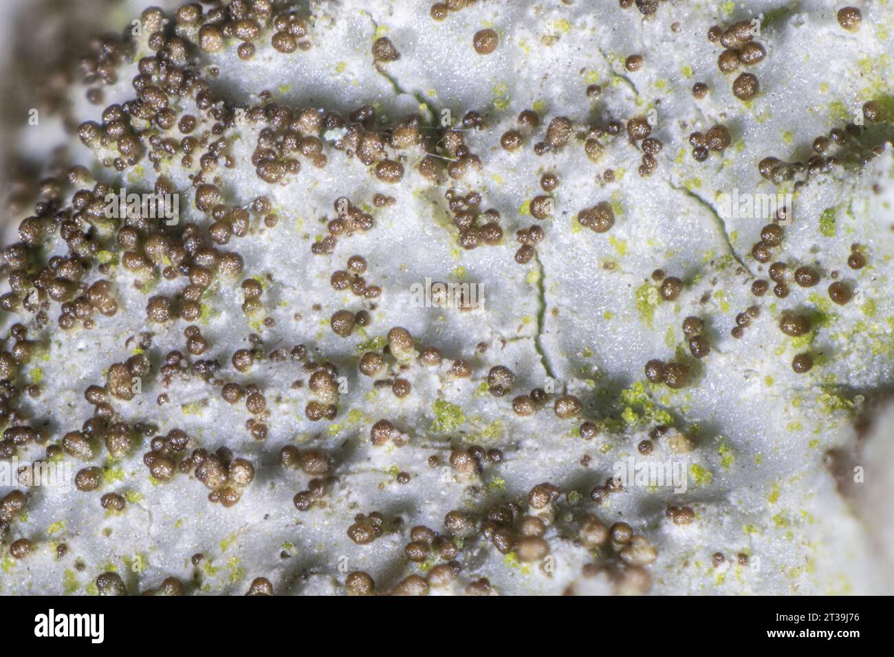 Isidia hi-res stock photography and images - Alamy