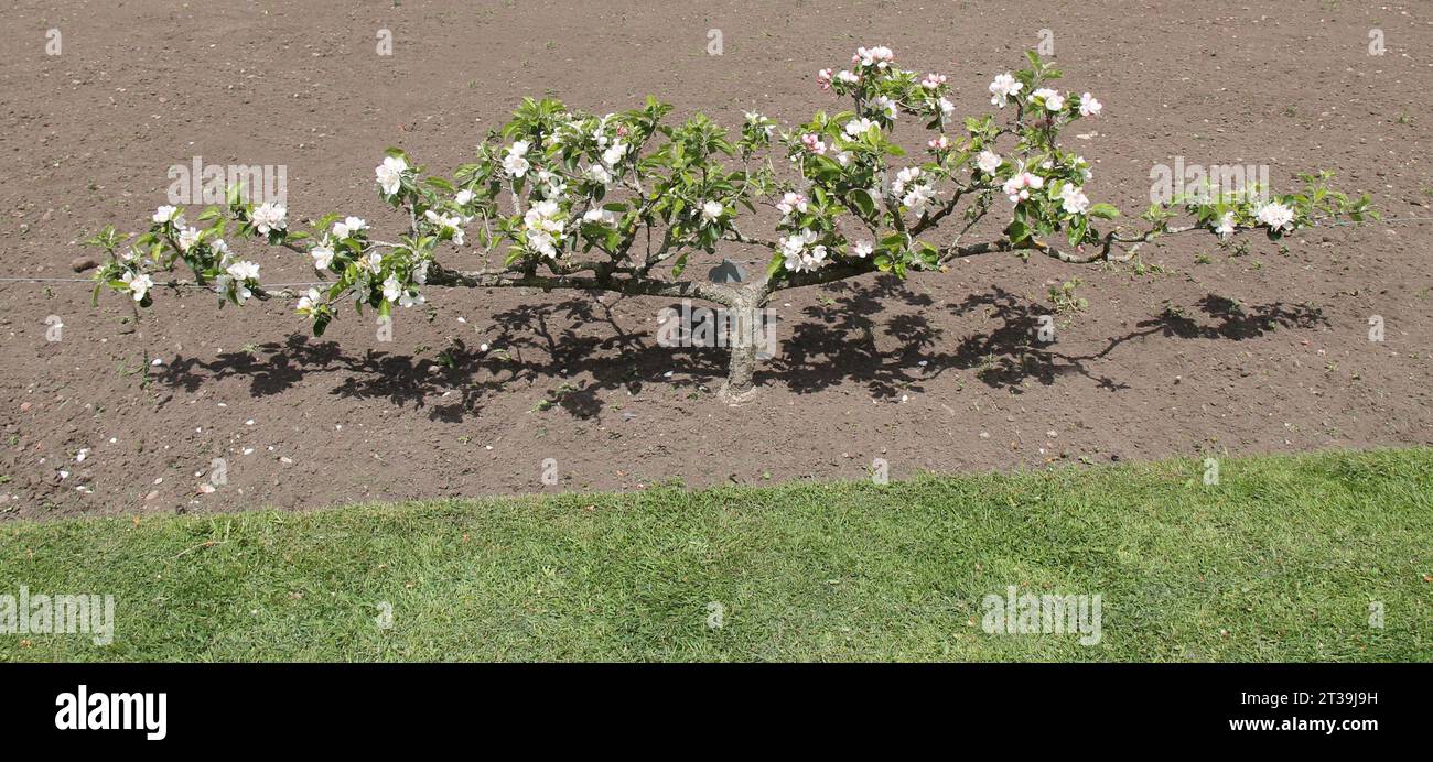 A Step Over Apple Fruit Tree in Full Blossom Stock Photo - Alamy