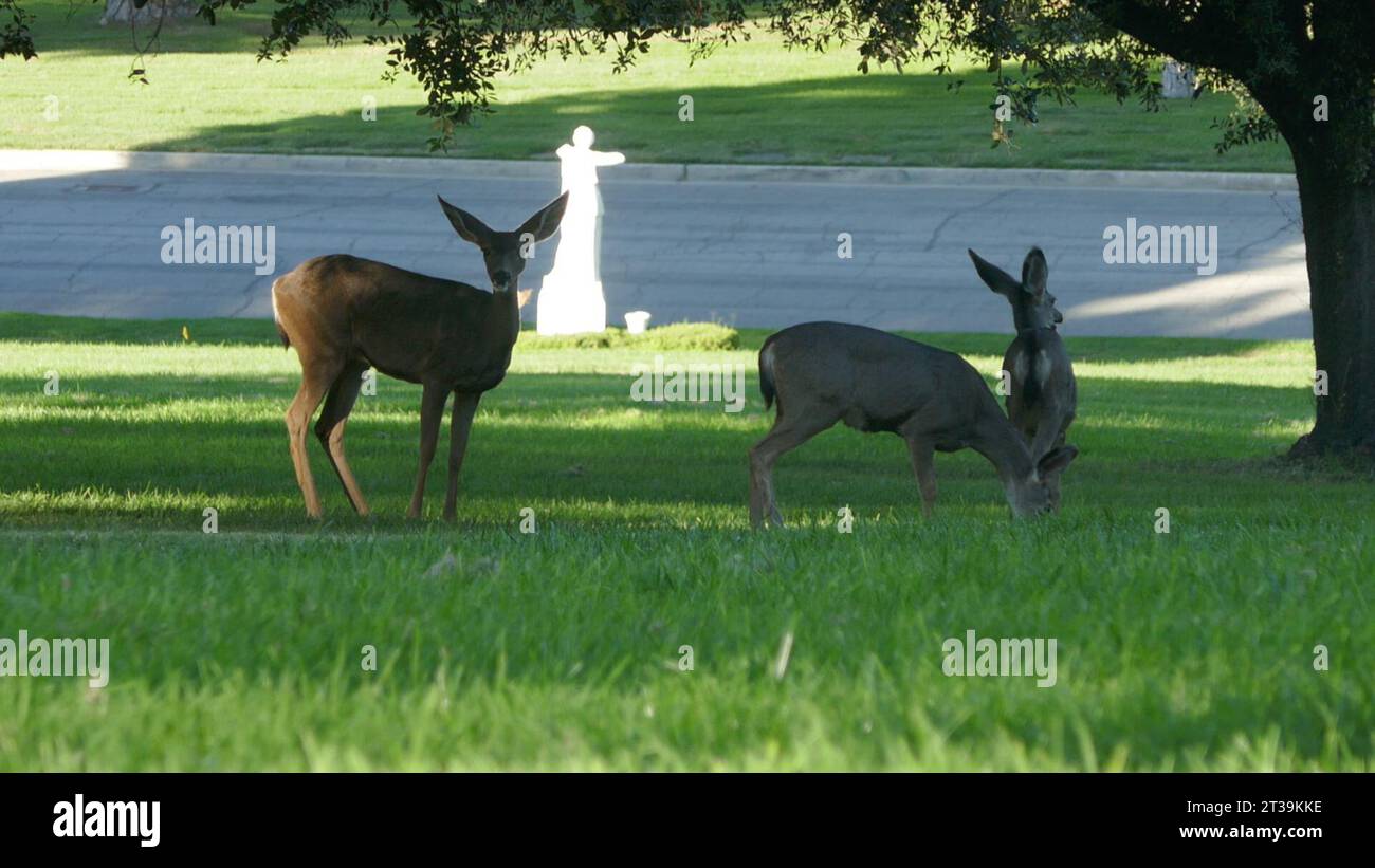 Los Angeles, California, USA 20th October 2023 Deer at Forest Lawn ...
