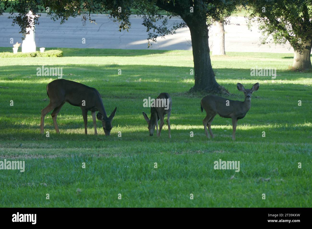 Los Angeles, California, USA 20th October 2023 Deer at Forest Lawn ...