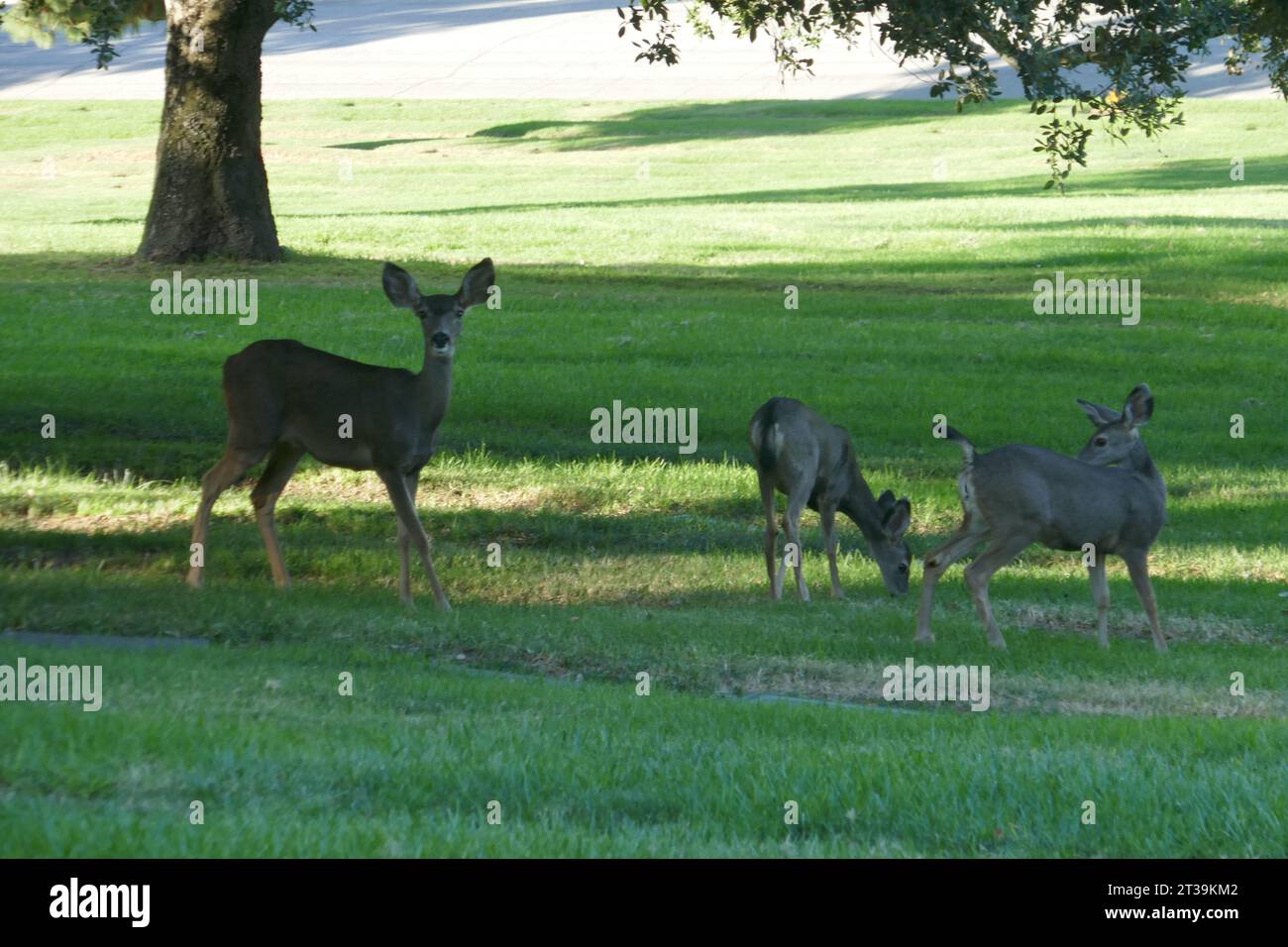 Los Angeles, California, USA 20th October 2023 Deer at Forest Lawn ...