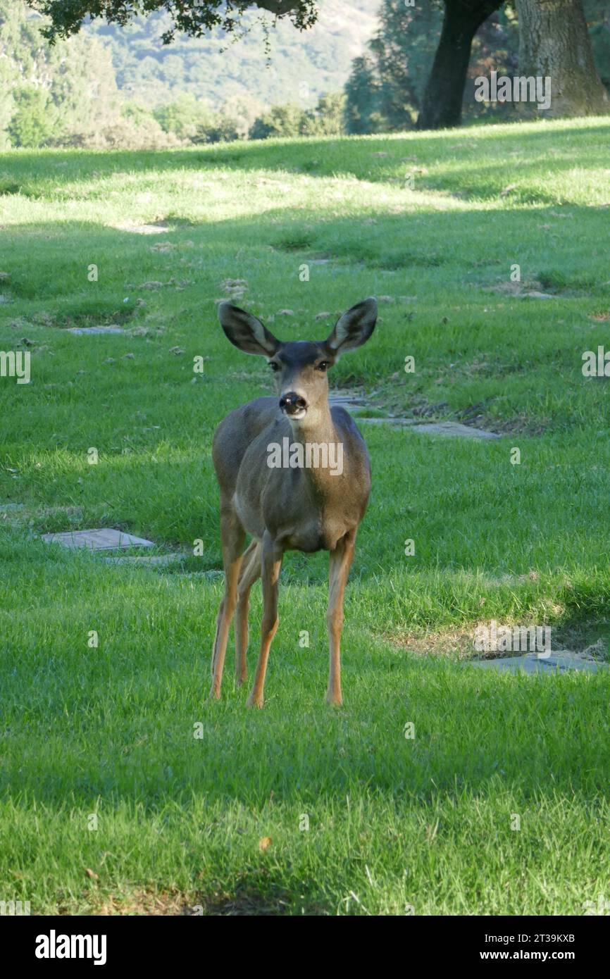 Los Angeles, California, USA 20th October 2023 Deer at Forest Lawn ...