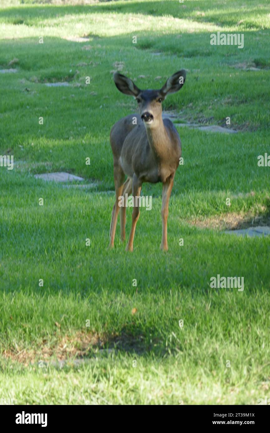 Los Angeles, California, USA 20th October 2023 Deer at Forest Lawn ...