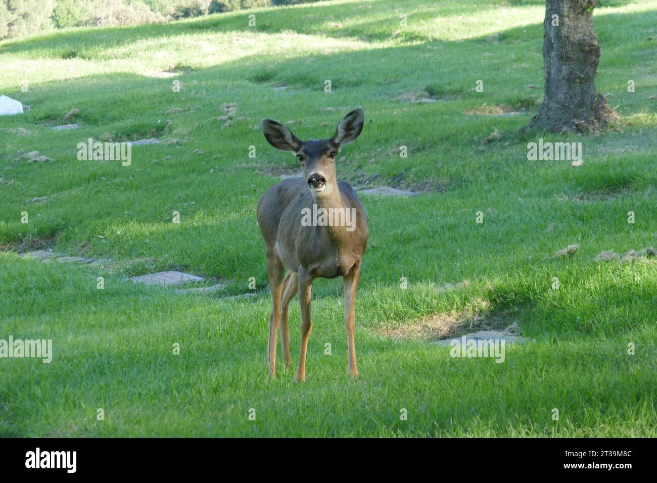 Los Angeles, California, USA 20th October 2023 Deer at Forest Lawn ...