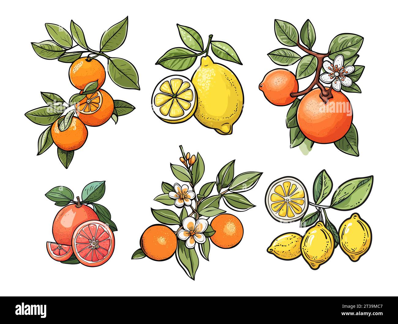 Citrus colored flower Stock Vector Images - Alamy